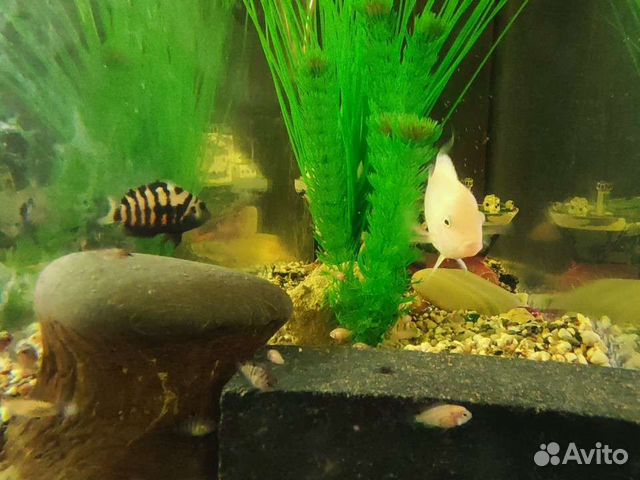 Чернополосая цихлазома (мальки и подрастающие экзе