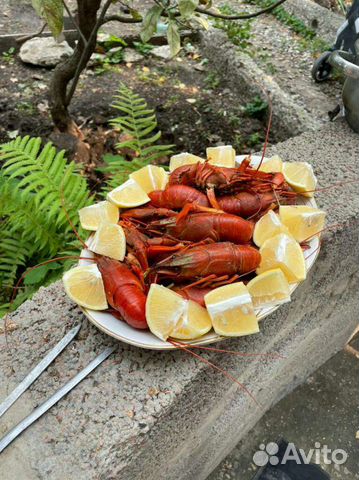 Раки