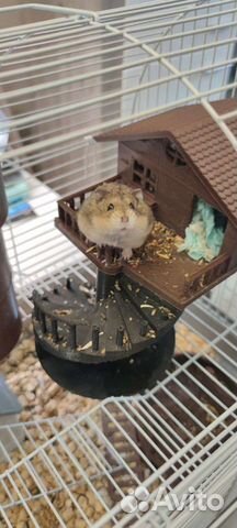 Хомяк с клеткой