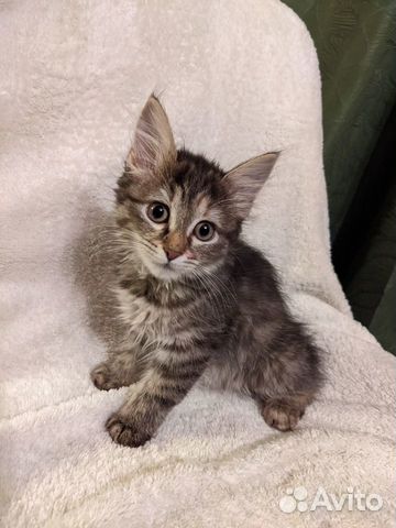 Котенок-эльфик