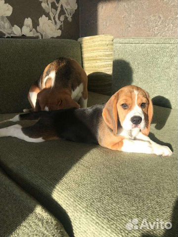 Биглюша, щенок, девочка