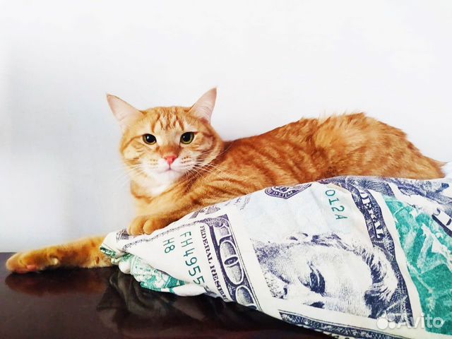 Отдаю в хорошие руки котенка Лёву