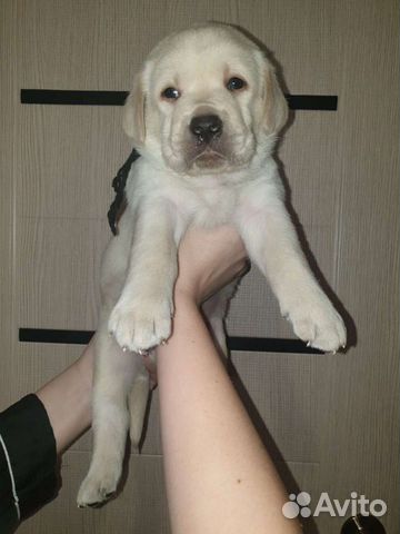 Щенки лабрадора