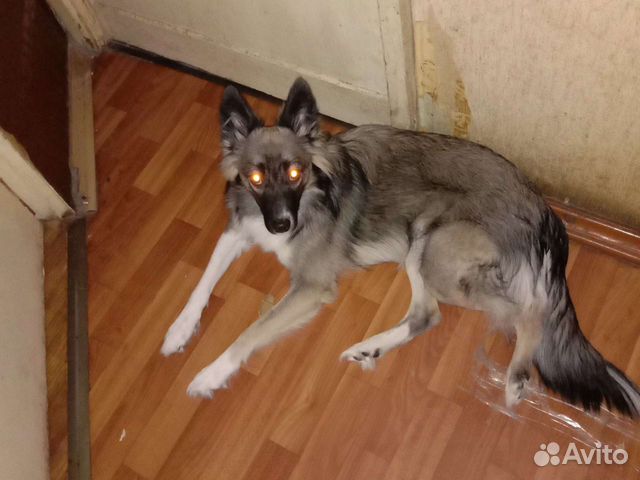 Собака в добрые руки щенок