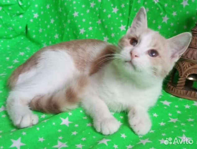 Временная передержка или сразу дом