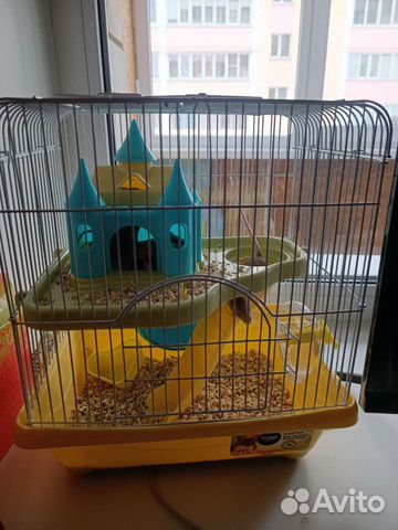 Мыши домашние