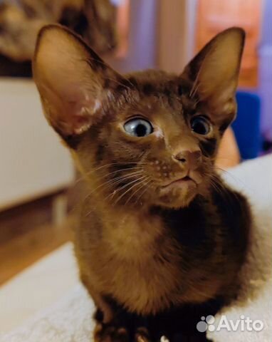 Ориентальные котята