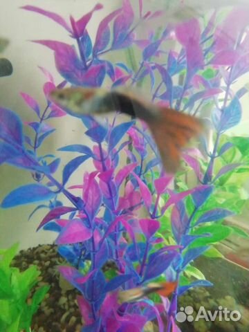 Аквариумные рыбки