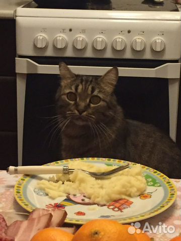 Ищу кота похожего (молодого)