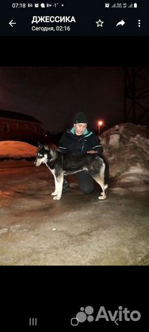 Чья собачка