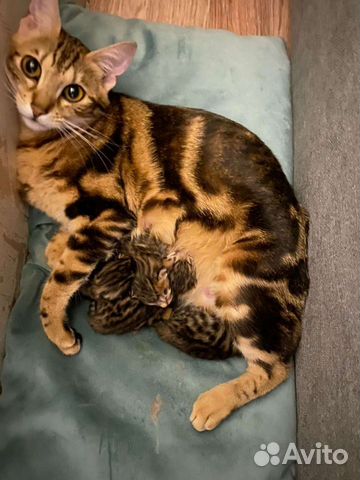 Бенгальские котята