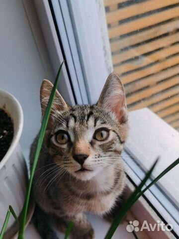 Котята в добрые руки бесплатно