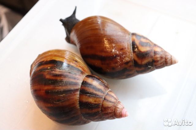 Achatina achatina (ахатина ахатина тигр)