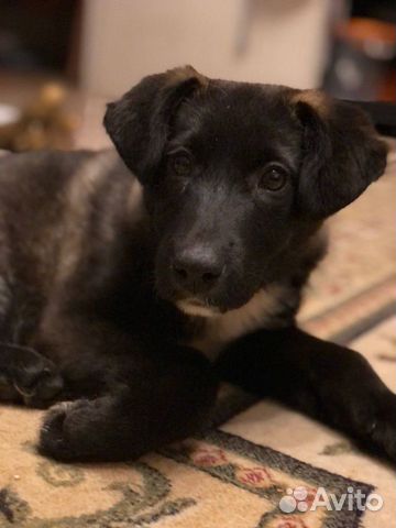 Щенок метис лабрадора в поисках лучщей семьи