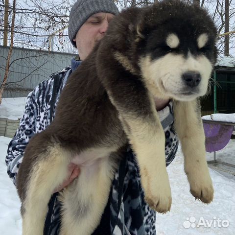 Сао, алабай, сука турктуз