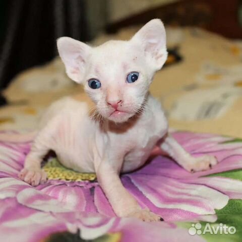 Шоколадные голубоглазые кудряшики