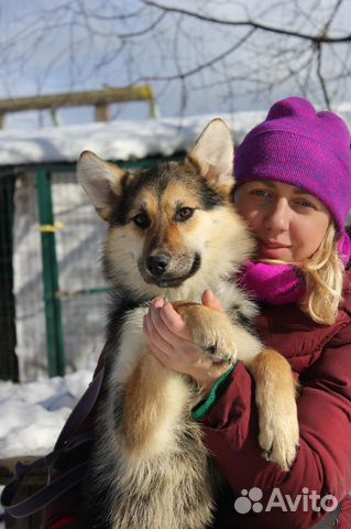 Щенка выбросили