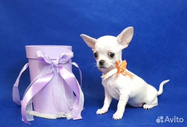 Чихуахуа щенок девочка