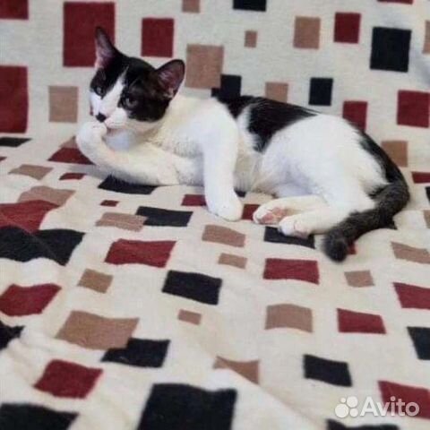 Ласковый котик