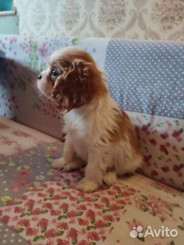 Продается щенок Кавалер Кинг Чарльз Спаниель