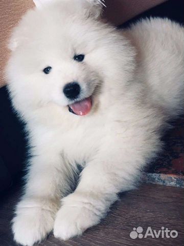 Самоедская лайка