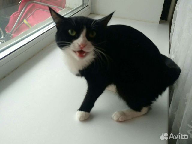 Кошка в дар