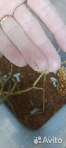 Малыш палочник