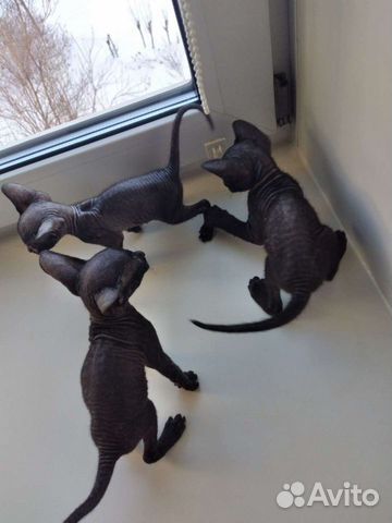 Донской сфинкс котята