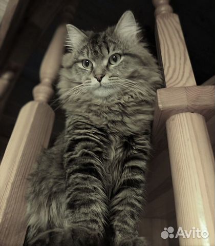 Кот для вязки