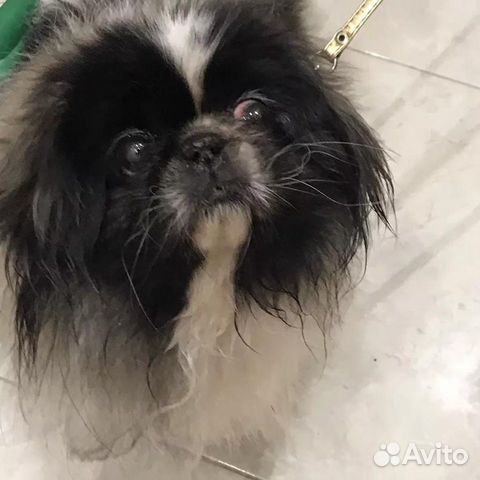 Королевский пекинес в добрые руки