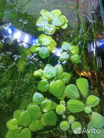 Аквариумные растения