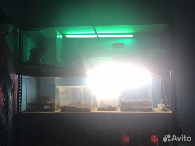 Пауки птицееды