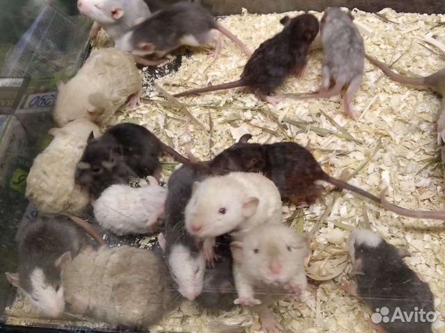 Декоративная крыса