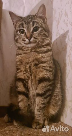 Котенок 5 месяцев, девочка Лекса