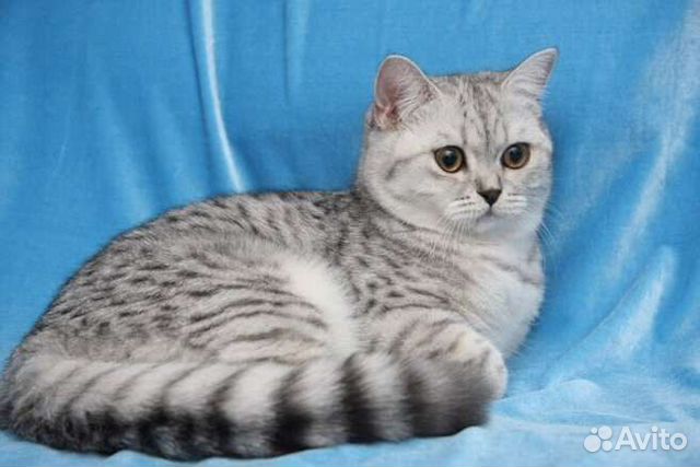 Шотладская кошка отдам бесплатно