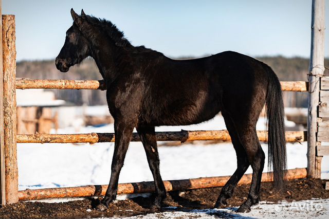 Кобыла от Чк