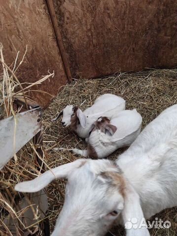 Нубийские козлята и козье молоко