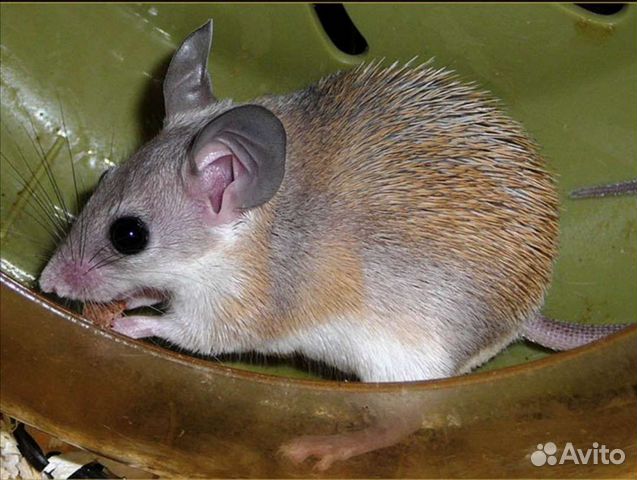 Акомисы