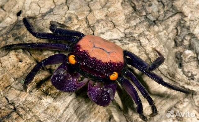 Краб "вампир"