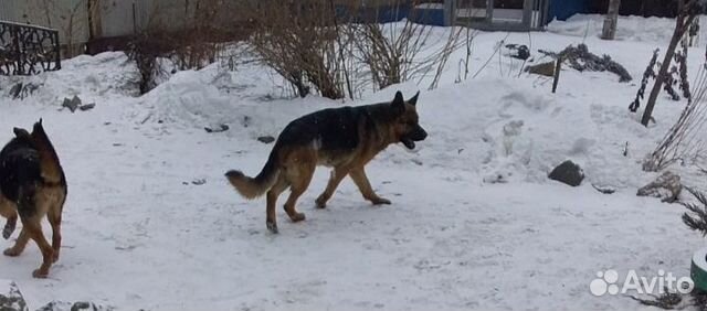 Немецкая овчарка (кабель)