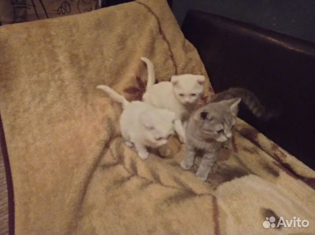 Продам британских котят