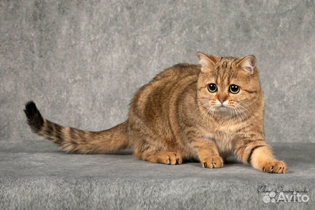 Кошка золотая мраморная