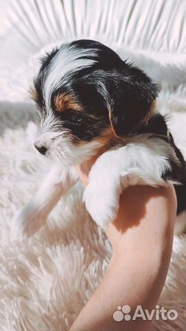 Бивер йорк биверйорк Бивер йоркширский терьер