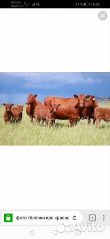 Продаю 8 ми месячную телочку от молочной коровы