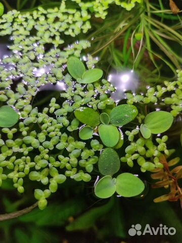 Аквариумные растения прополка