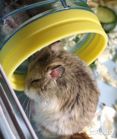Отдаю бесплатно хомячков