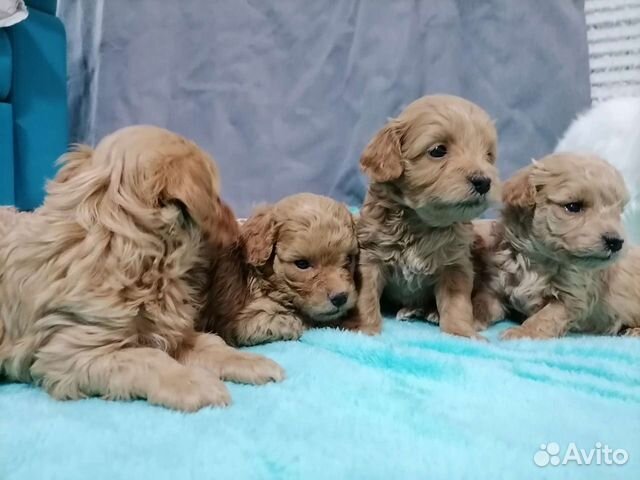 Мальтипу яркий редкий ценный окрас