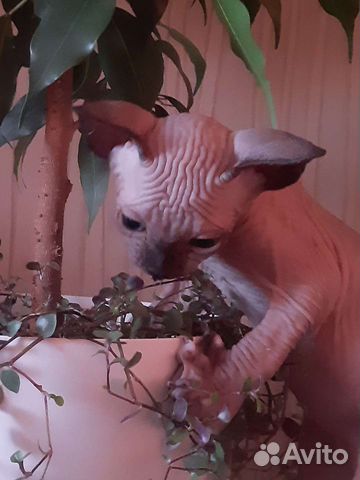 Канадский сфинкс котенок