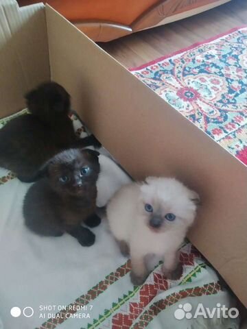 Шотландские фислоухие котята