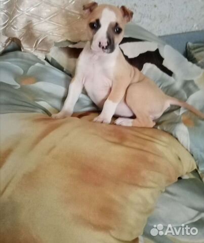 Щенок питбультерьера